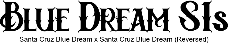 Santa Cruz Blue Dream S1 (Feminized)